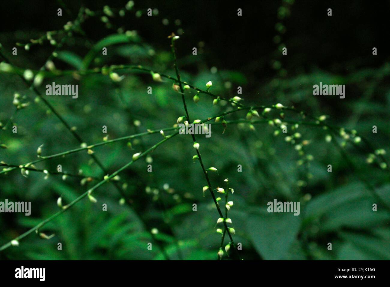 American jumpseed (Persicaria virginiana Stock Photo - Alamy
