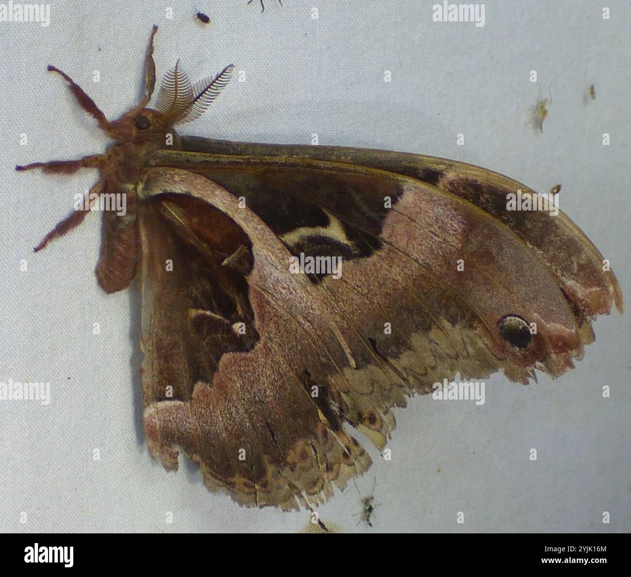 Tulip-tree Silkmoth (Callosamia angulifera Stock Photo - Alamy