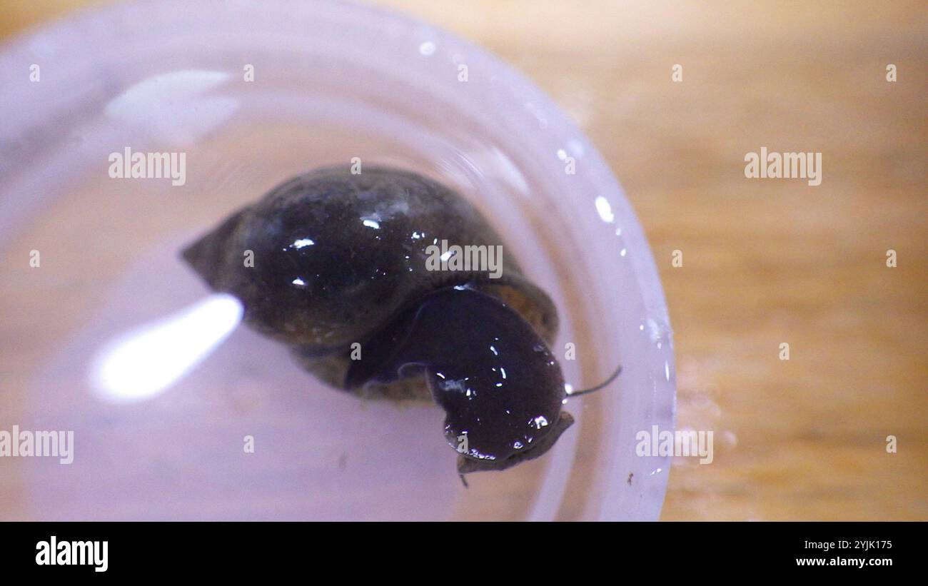 Pond Snails, Bladder Snails, and Allies (Lymnaeoidea Stock Photo - Alamy