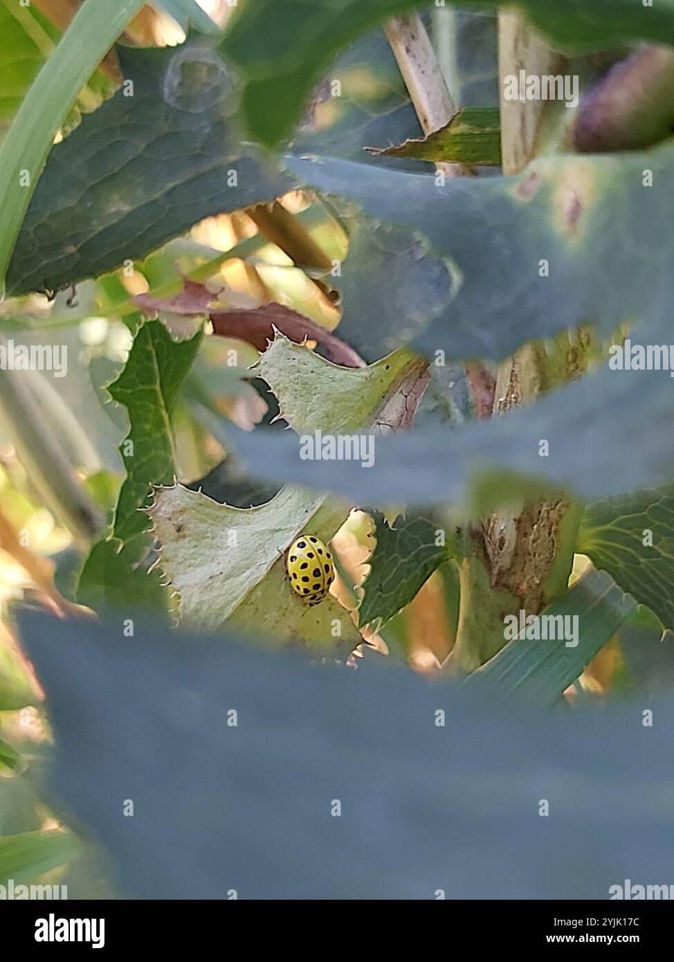 22-spot Ladybird (Psyllobora vigintiduopunctata Stock Photo - Alamy