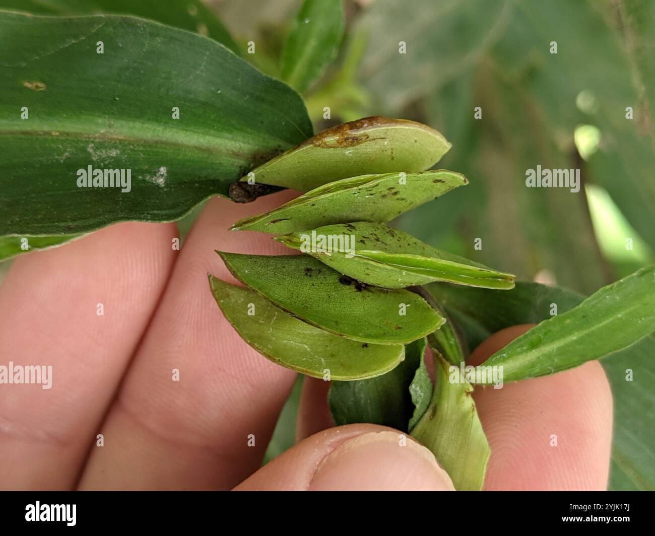 Virginia Dayflower (Commelina virginica Stock Photo - Alamy