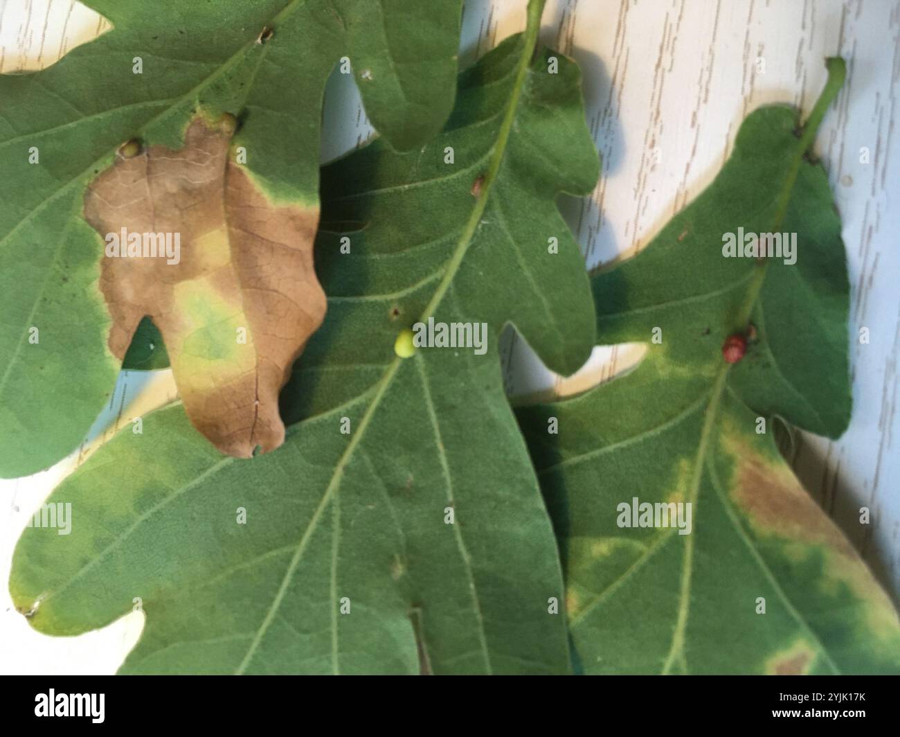 Oyster Gall Wasp (Neuroterus anthracinus Stock Photo - Alamy
