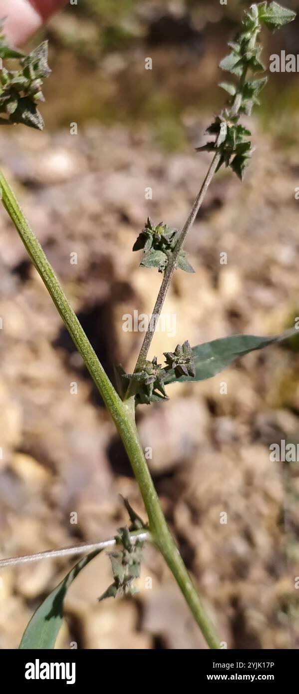Common Orache (Atriplex patula Stock Photo - Alamy