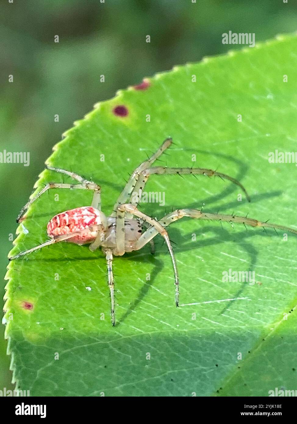 Eurasian armoured long jawed spider hi-res stock photography and images ...