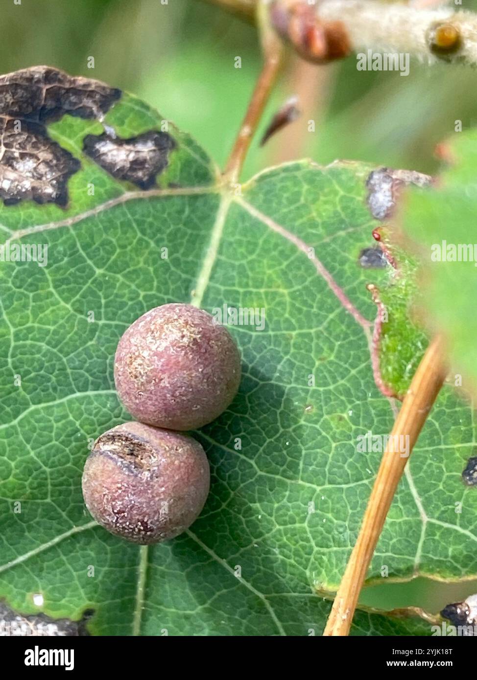 aspen leaf gall midge (Harmandiola tremulae Stock Photo - Alamy