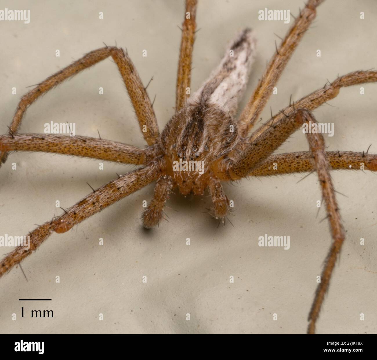 Slender Crab Spiders (Tibellus Stock Photo - Alamy