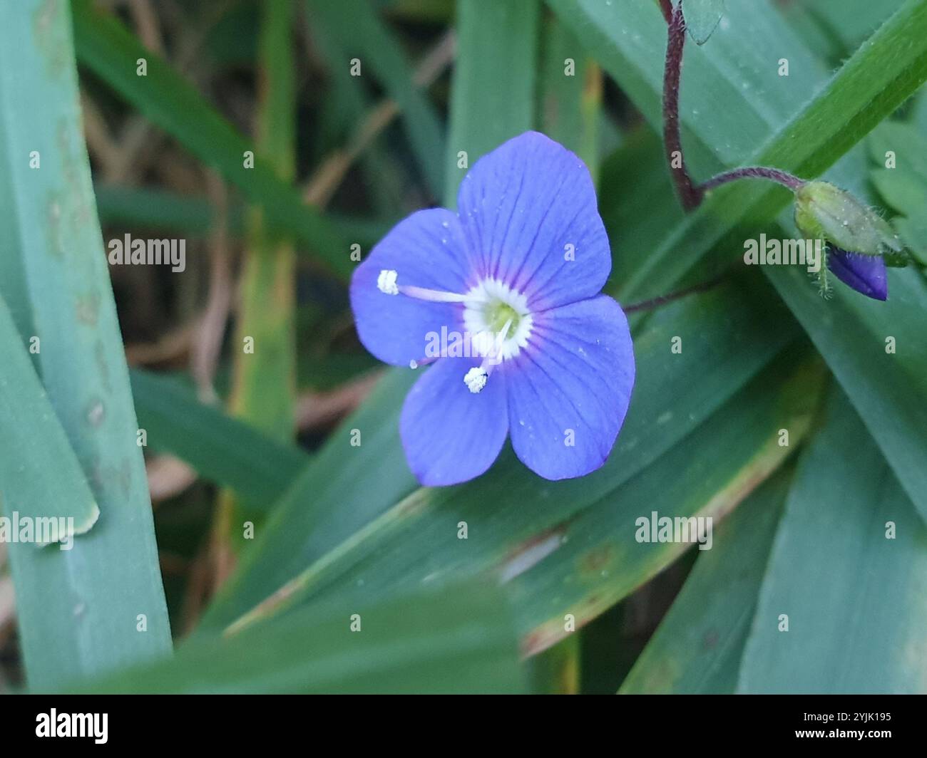 Creeping Speedwell (Veronica umbrosa Stock Photo - Alamy
