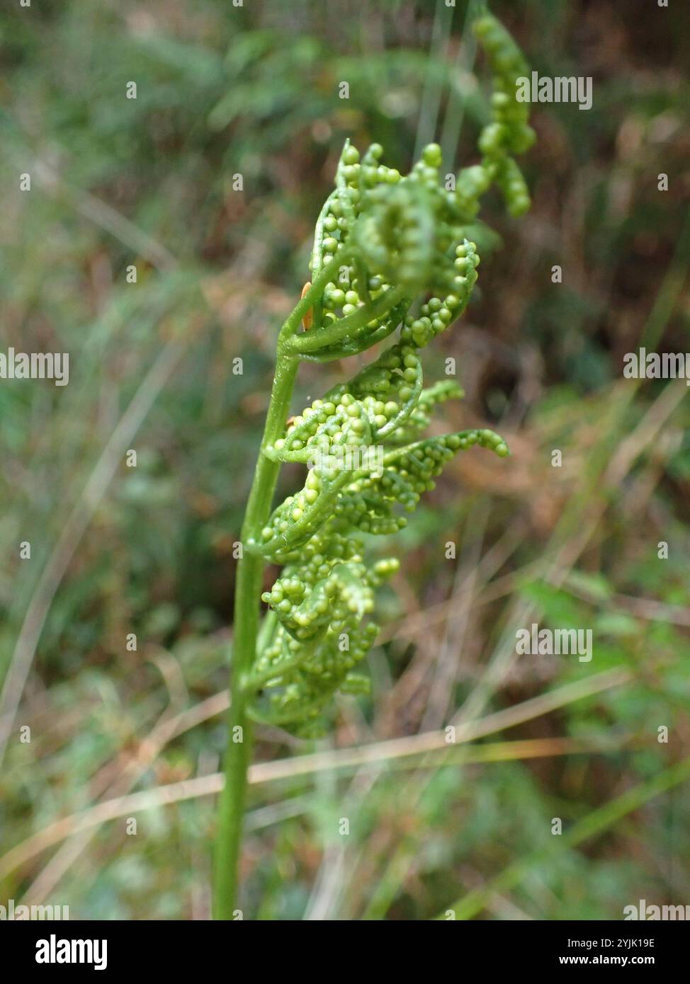 leathery grapefern (Sceptridium multifidum Stock Photo - Alamy
