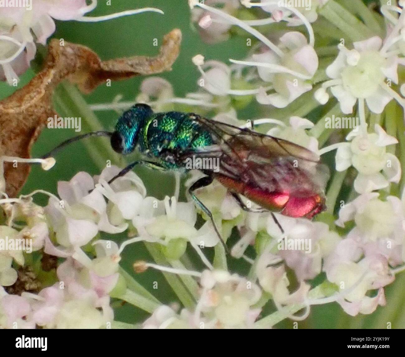 Ruby-tailed Cuckoo Wasps (Chrysis ignita Stock Photo - Alamy