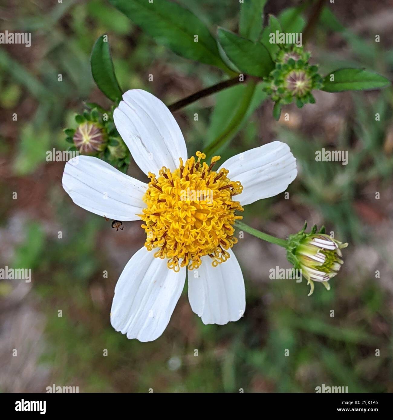 White beggarticks (Bidens alba Stock Photo - Alamy