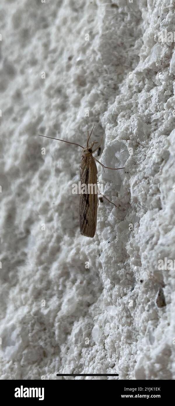 Sod Webworm Moth (Pediasia trisecta Stock Photo - Alamy
