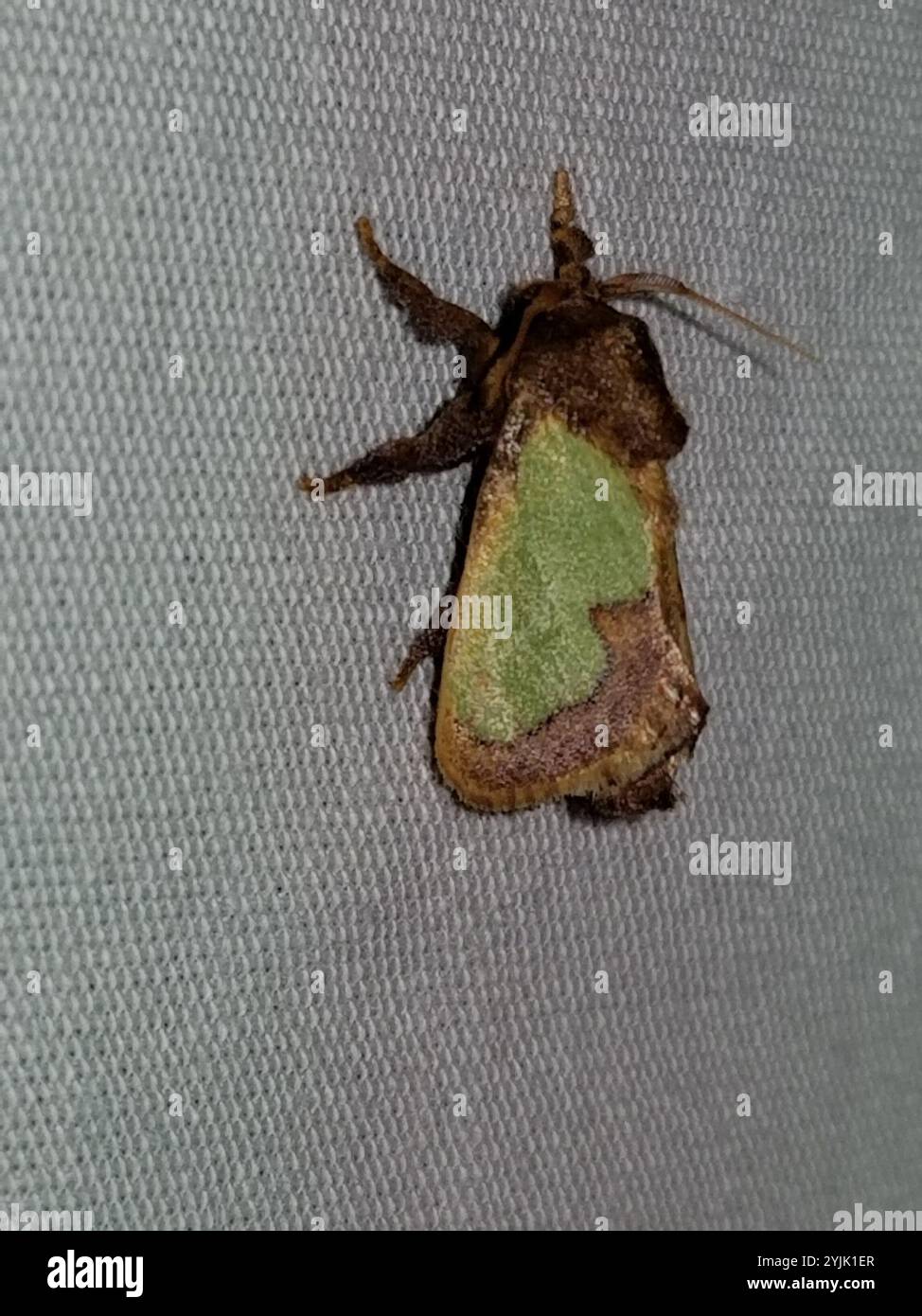 Green Oak-Slug Moth (Euclea incisa Stock Photo - Alamy