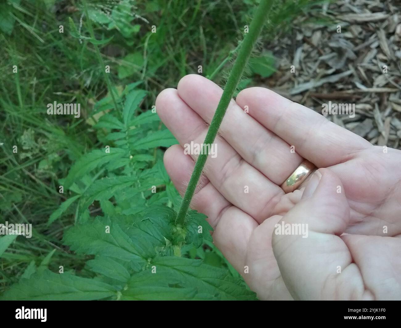 swamp agrimony (Agrimonia parviflora Stock Photo - Alamy