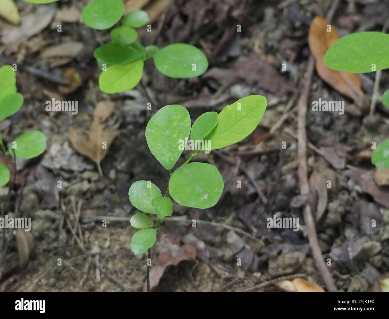 Pop-gun Seed (Bridelia tomentosa Stock Photo - Alamy