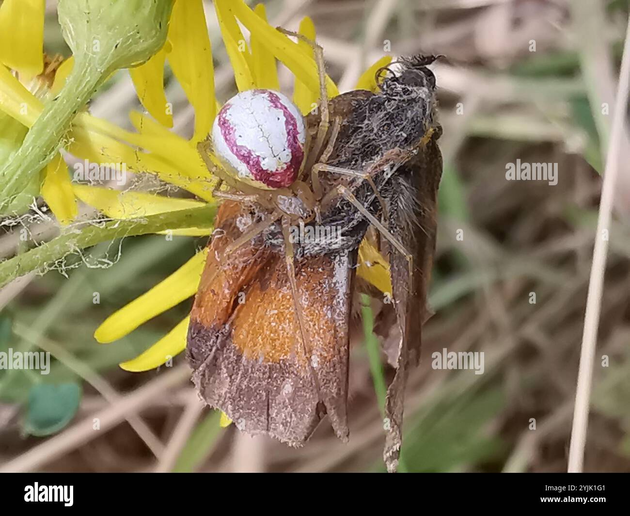 Candy-striped Spider complex (Enoplognatha ovata Stock Photo - Alamy