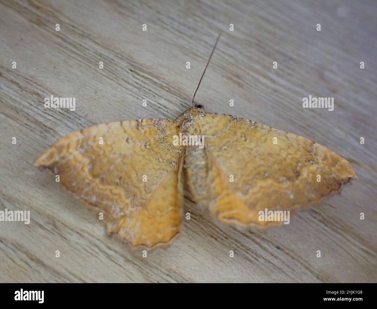Yellow Shell Moth (Camptogramma bilineata Stock Photo - Alamy