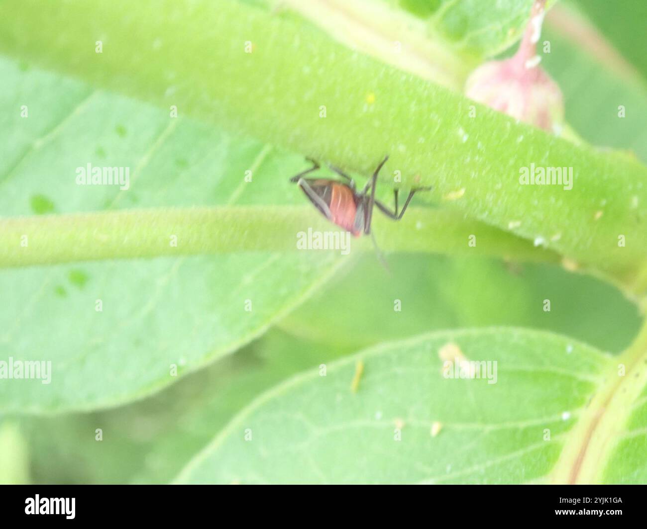 Pentatomomorph Bugs (Pentatomomorpha Stock Photo - Alamy