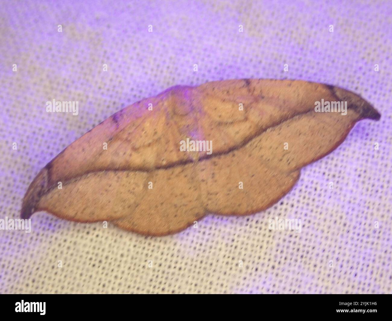 Olyzonaria hi-res stock photography and images - Alamy