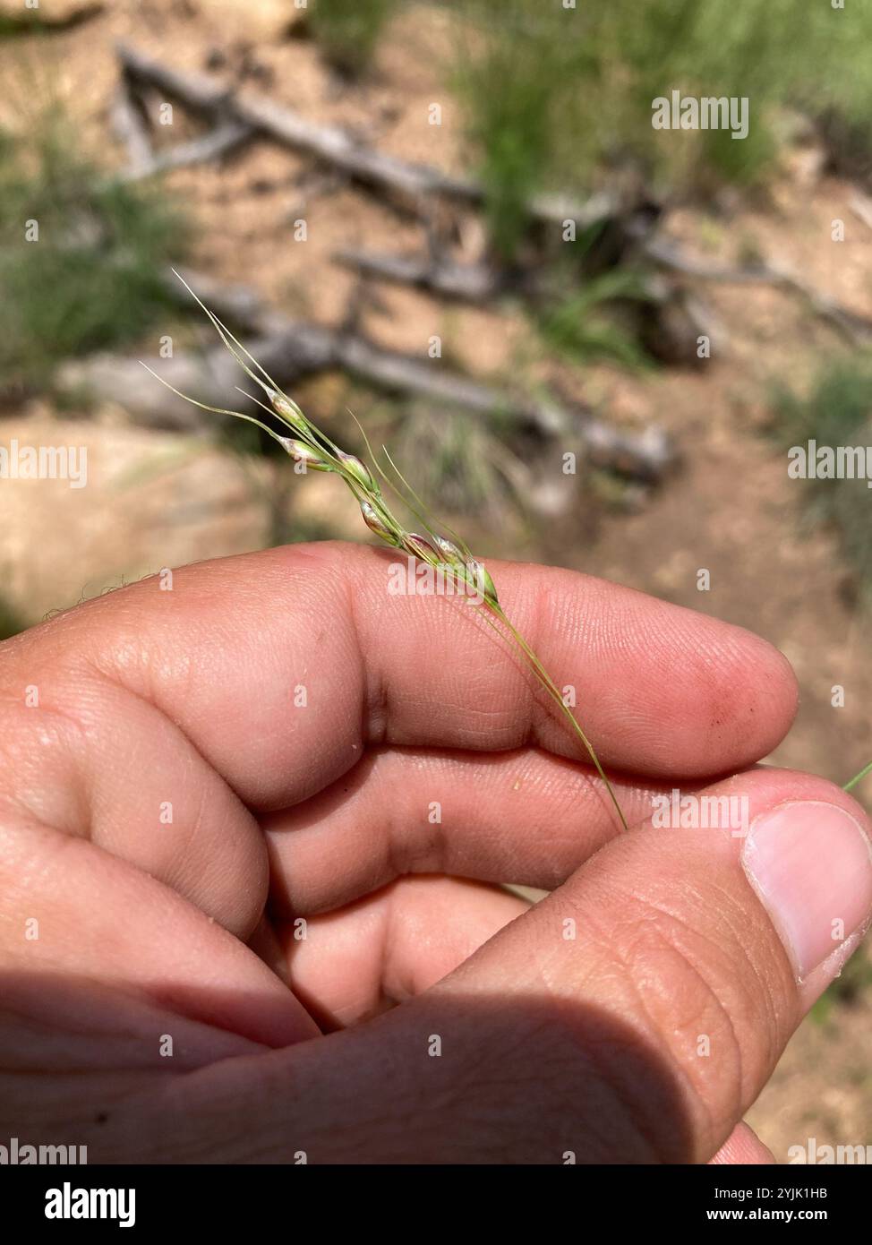 Pinyon ricegrass hi-res stock photography and images - Alamy