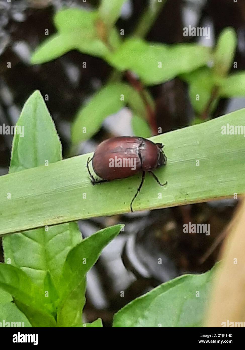 Asiatic garden beetle hi-res stock photography and images - Alamy