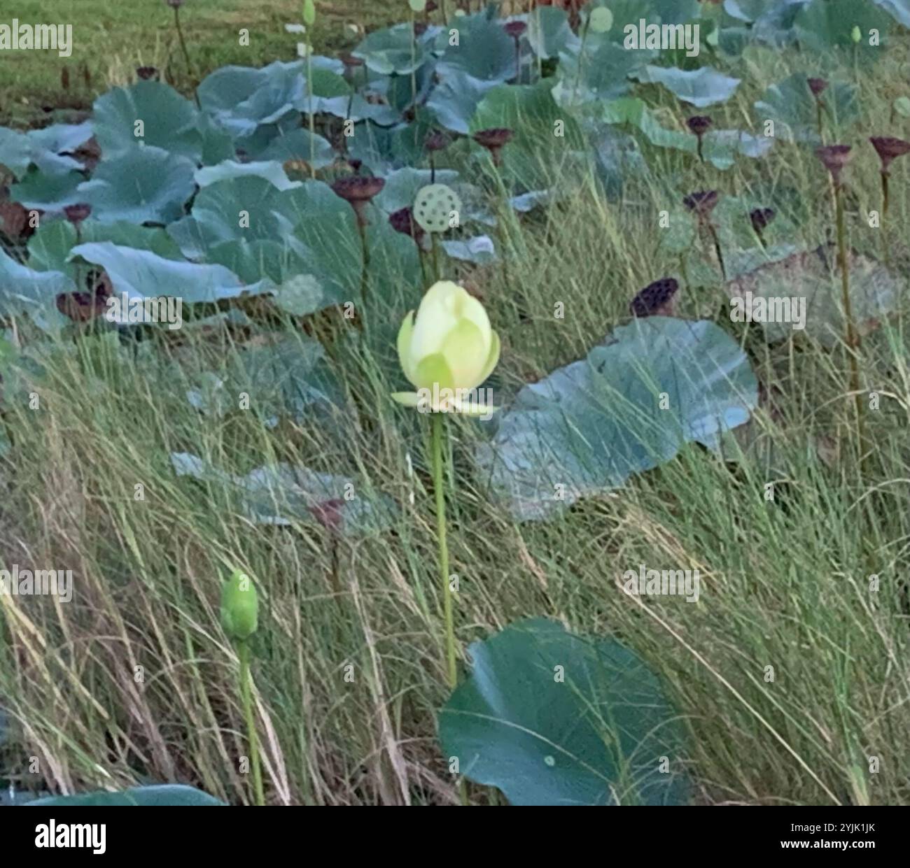 American lotus (Nelumbo lutea Stock Photo - Alamy