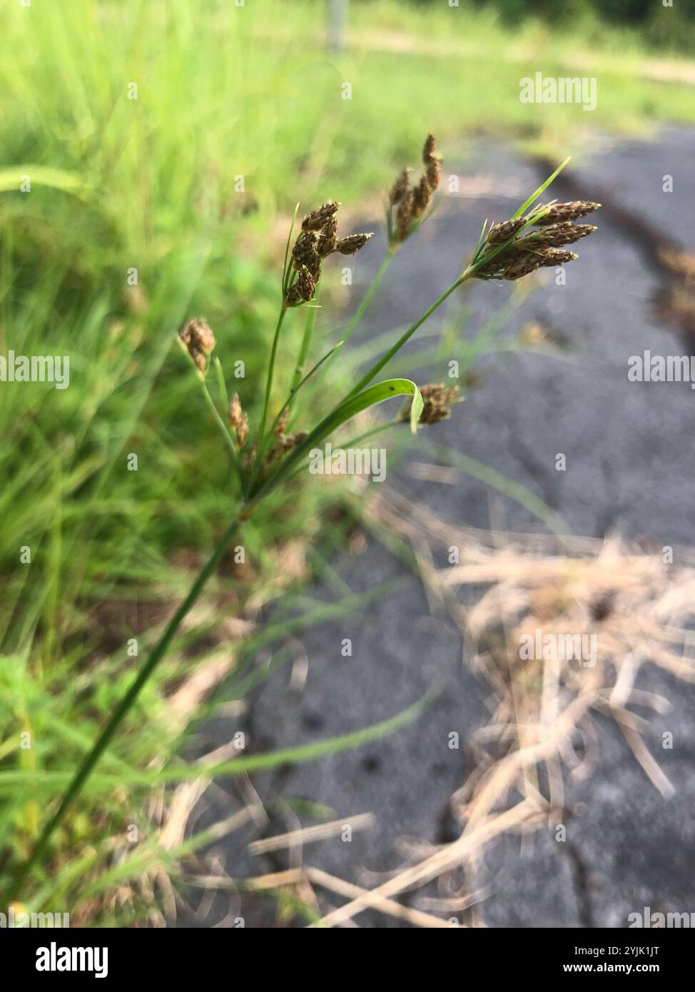 Common Fringe-rush (Fimbristylis dichotoma Stock Photo - Alamy