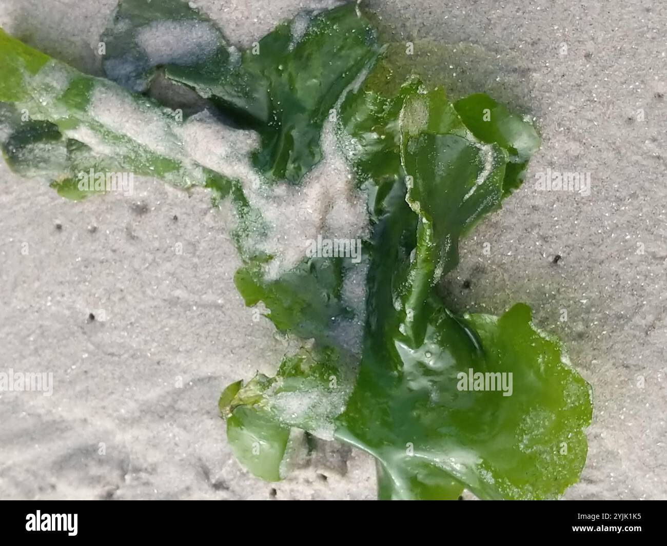 Broadleaf Sea Lettuce (Ulva lactuca Stock Photo - Alamy