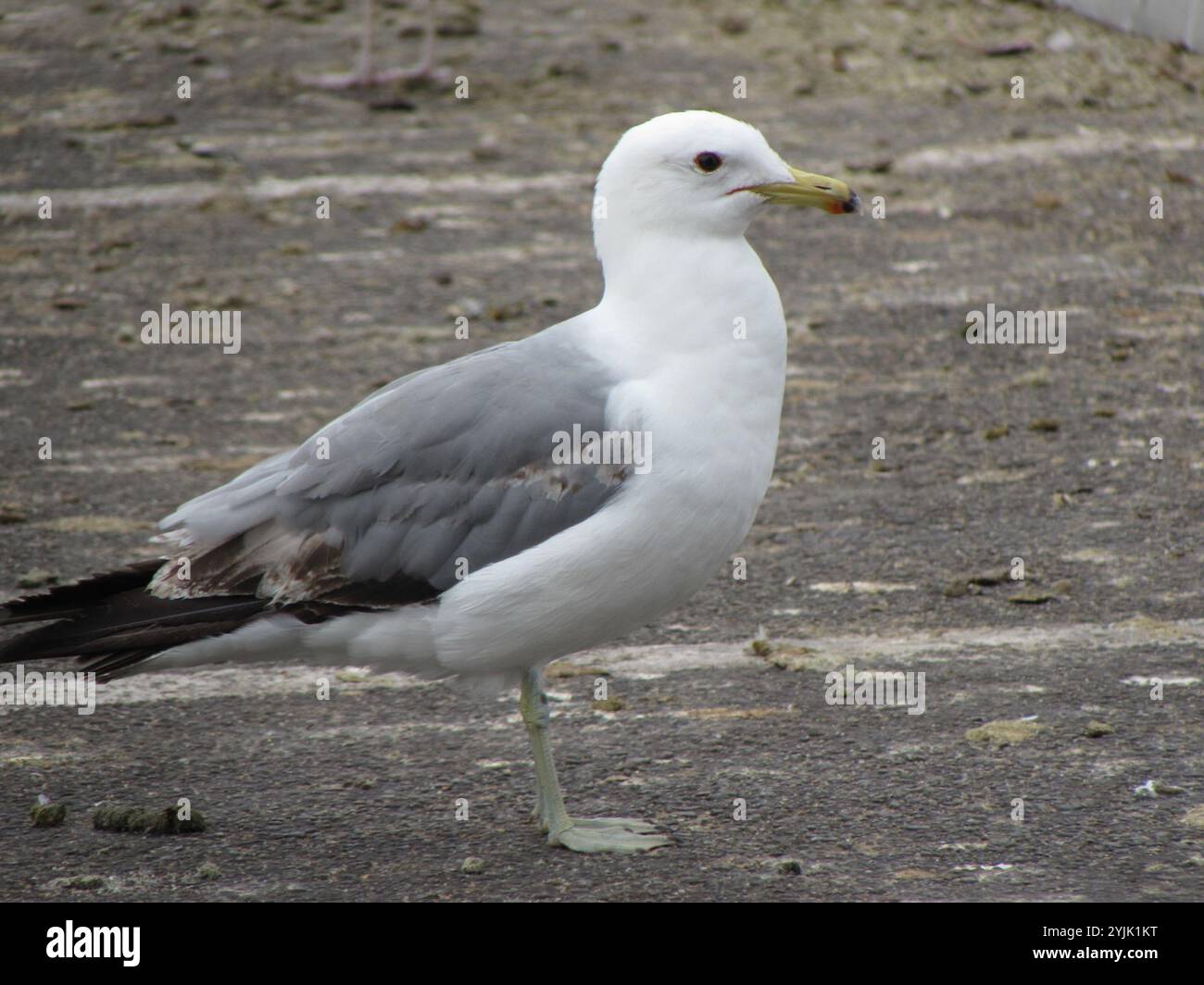 California Gull (Larus californicus Stock Photo - Alamy