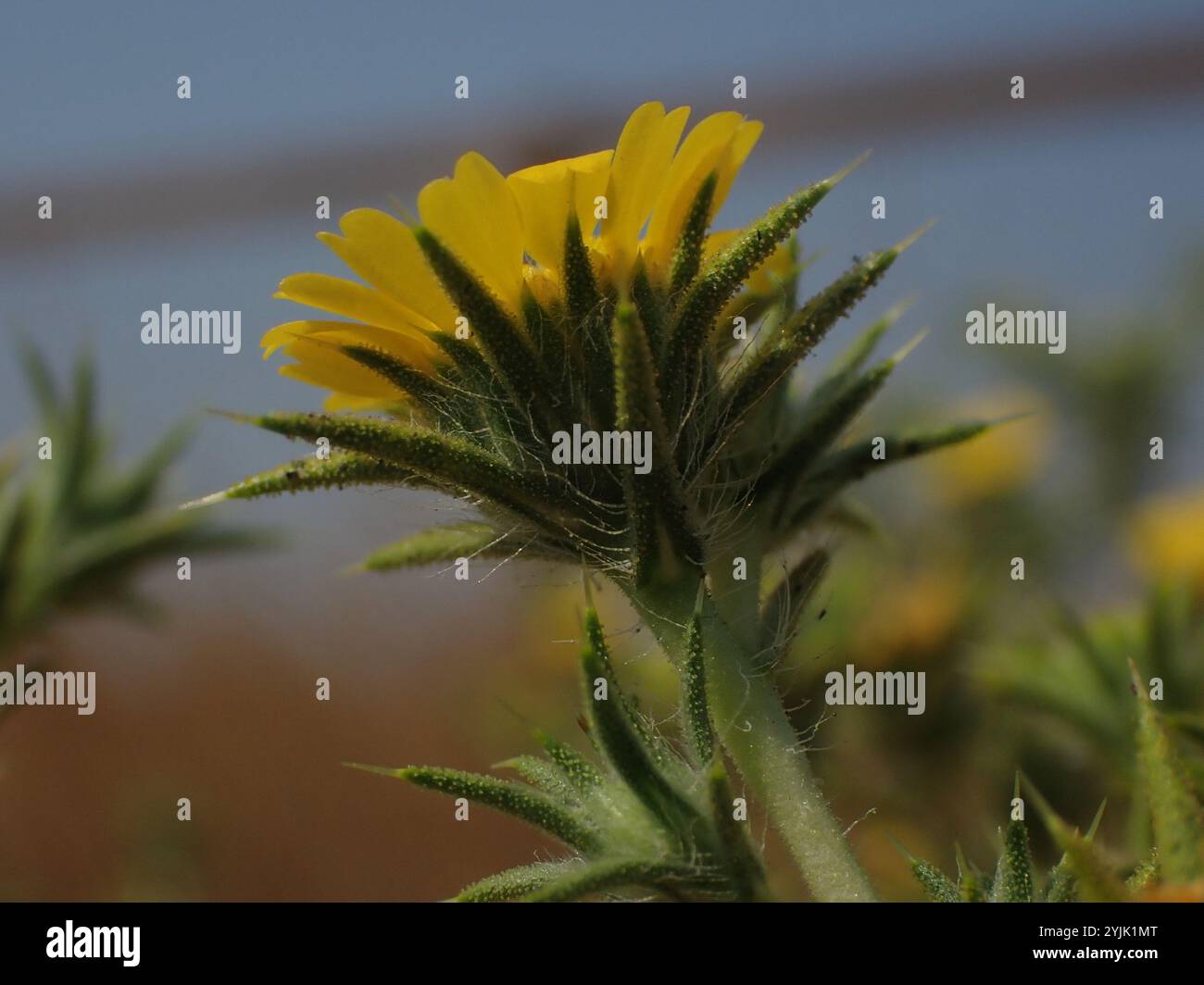 pappose tarplant (Centromadia parryi parryi Stock Photo - Alamy
