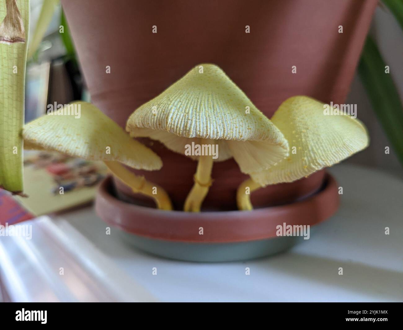 flowerpot parasol (Leucocoprinus birnbaumii Stock Photo - Alamy