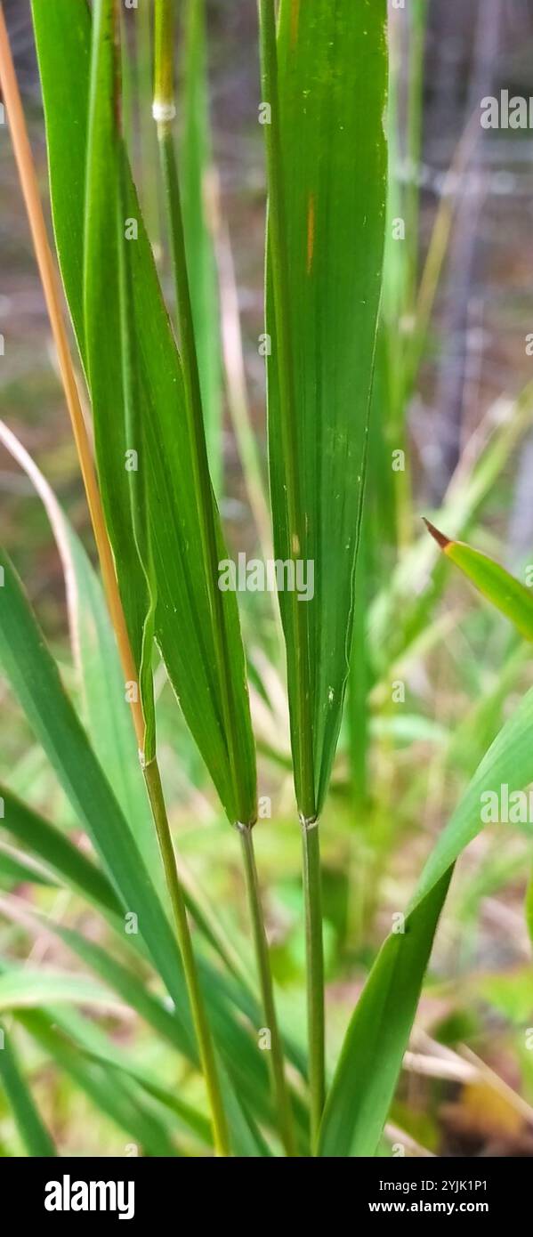 Brachypodium pinnatum hi-res stock photography and images - Alamy