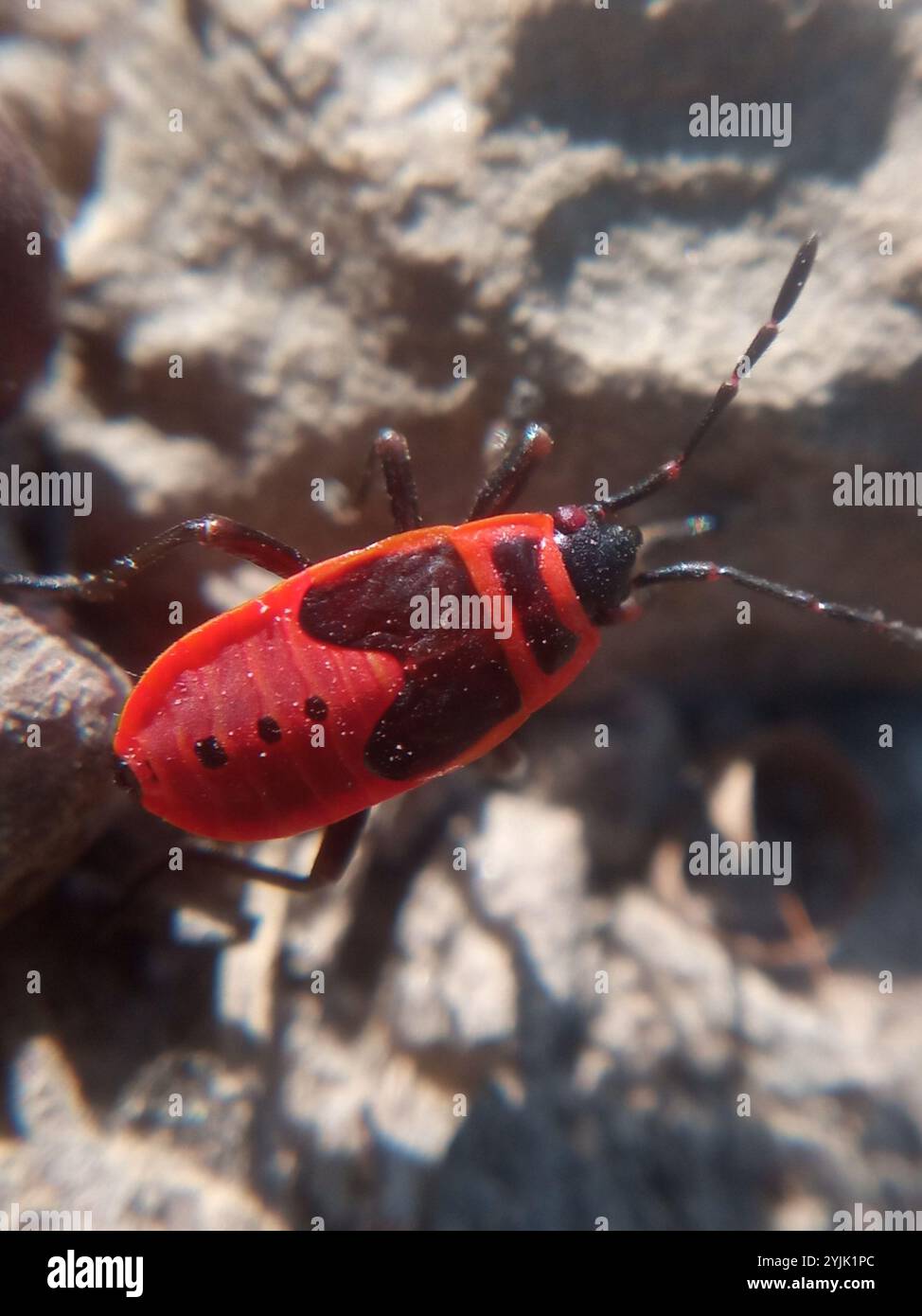 European Firebug (Pyrrhocoris apterus Stock Photo - Alamy