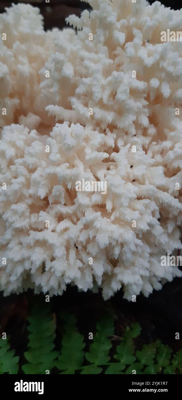 Coral tooth fungus (Hericium coralloides Stock Photo - Alamy