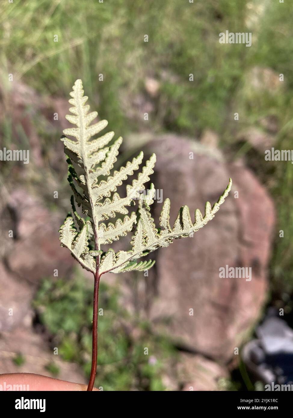 star cloak fern (Notholaena standleyi Stock Photo - Alamy