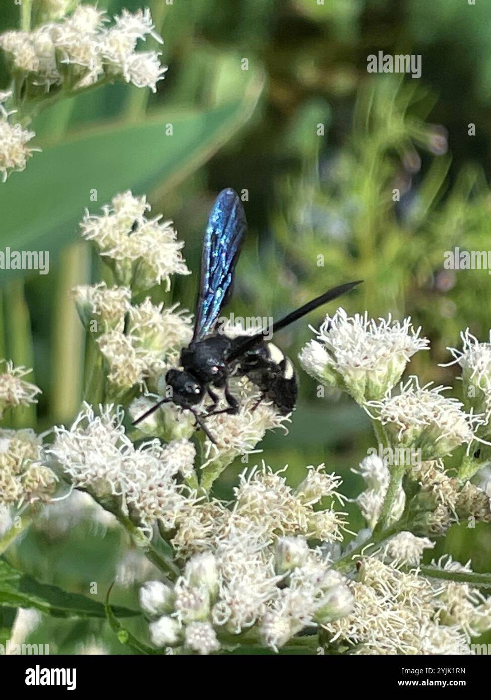 Double-banded Scoliid Wasp (Scolia bicincta Stock Photo - Alamy
