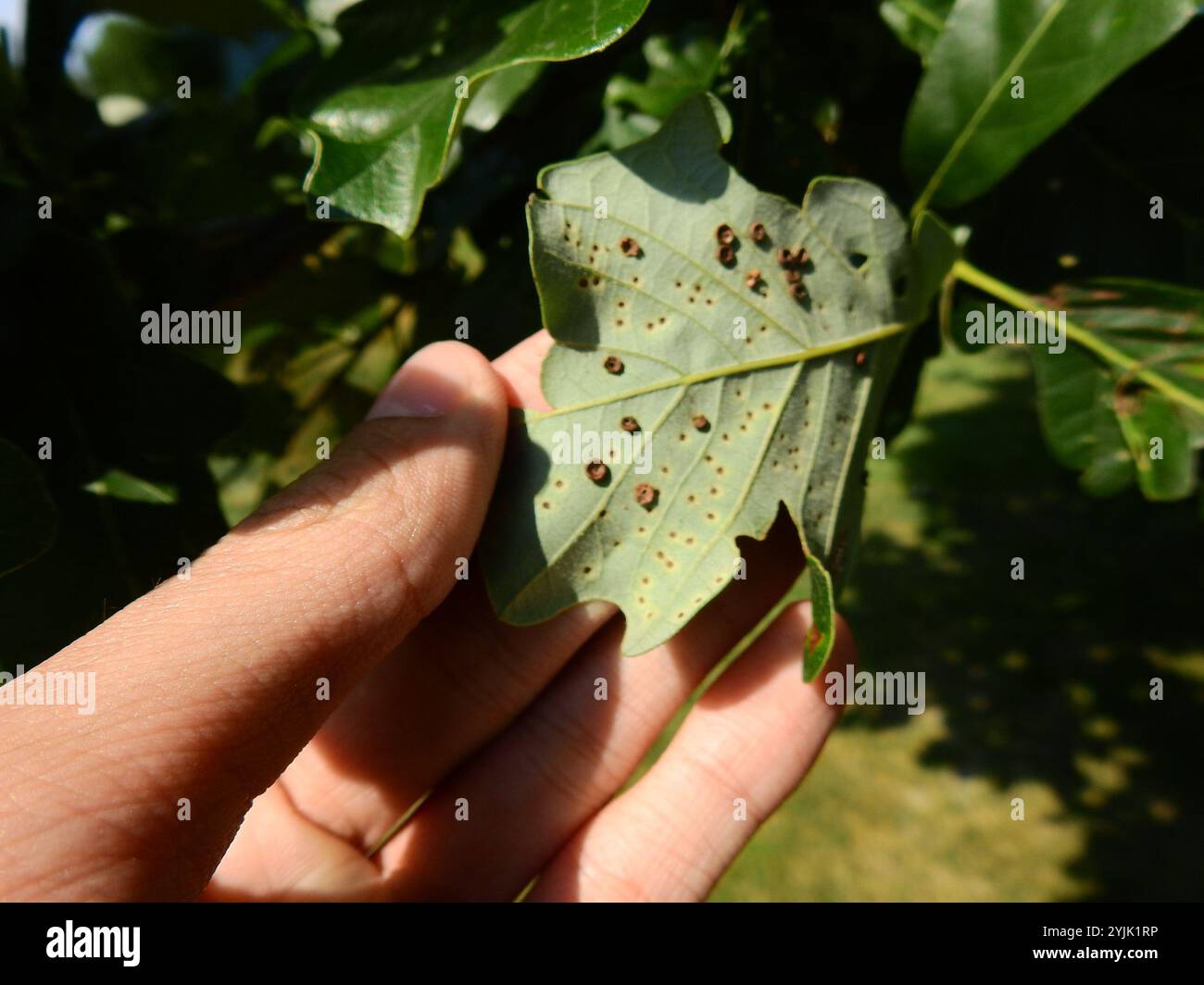 Jumping Gall Wasp (Neuroterus saltarius Stock Photo - Alamy