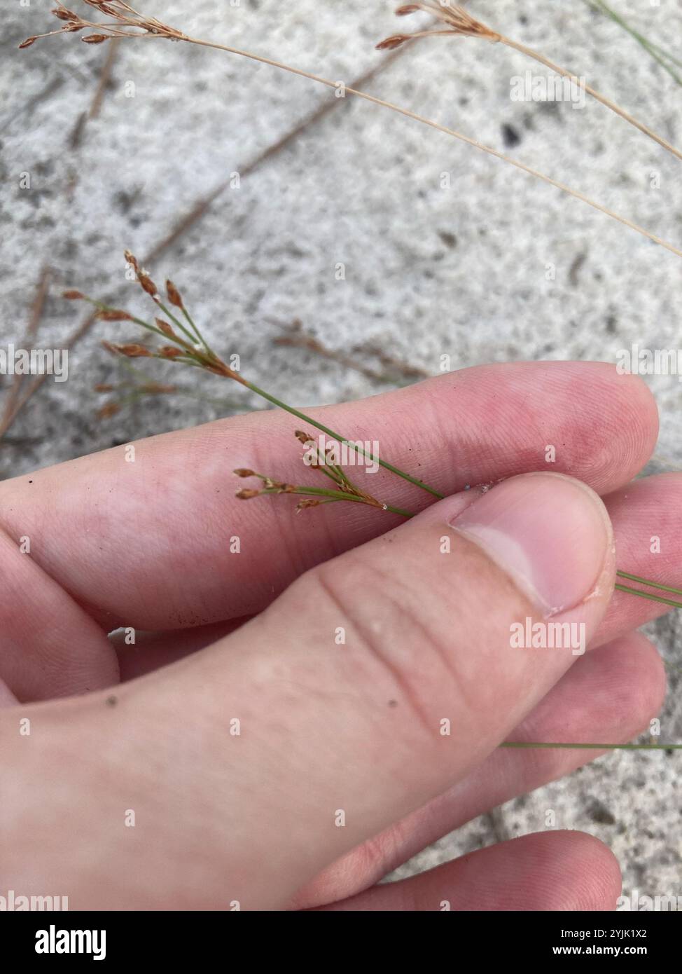 Capillary Hairsedge (Bulbostylis ciliatifolia Stock Photo - Alamy