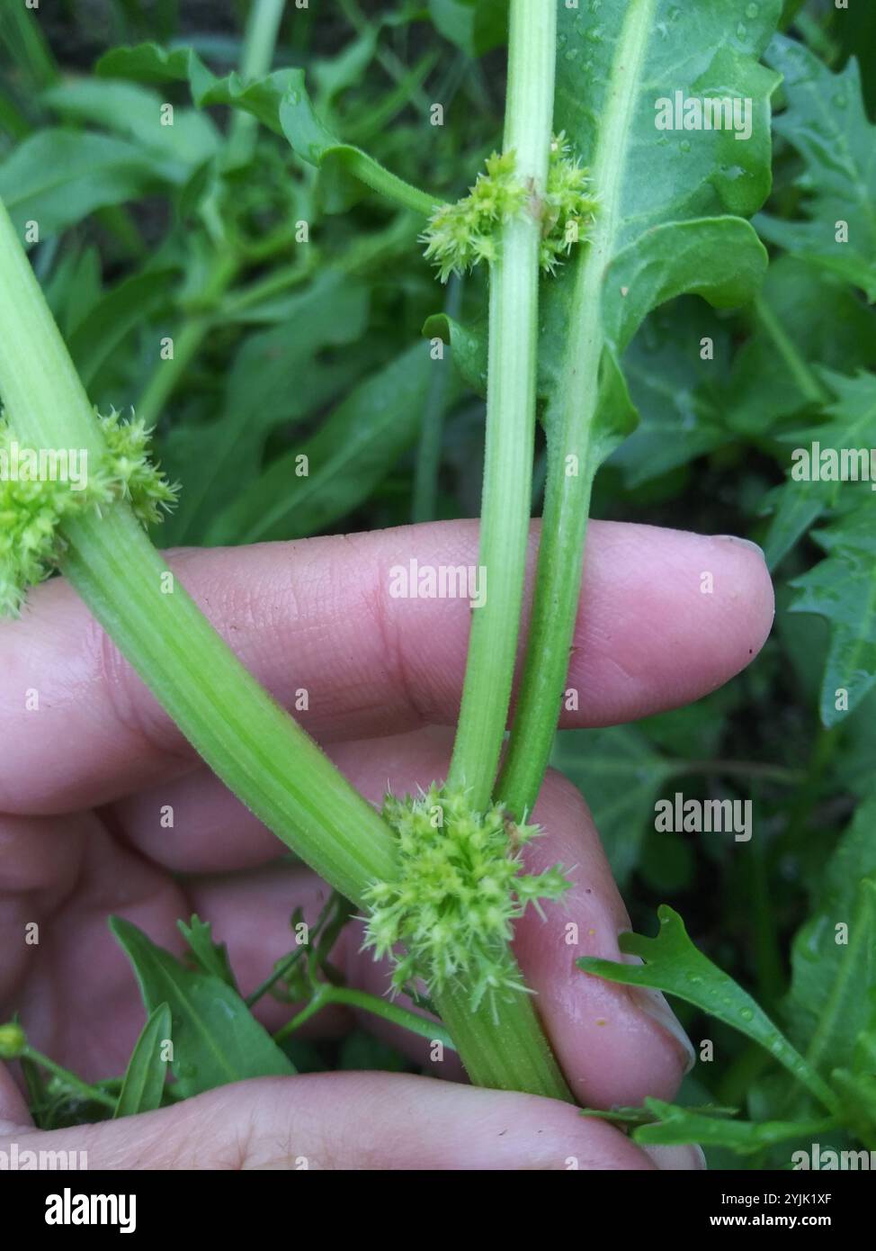 Golden Dock (Rumex maritimus Stock Photo - Alamy