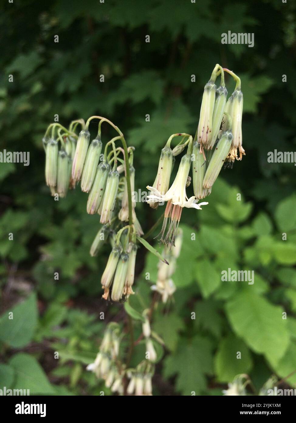 Nabalus trifoliolatus hi-res stock photography and images - Alamy