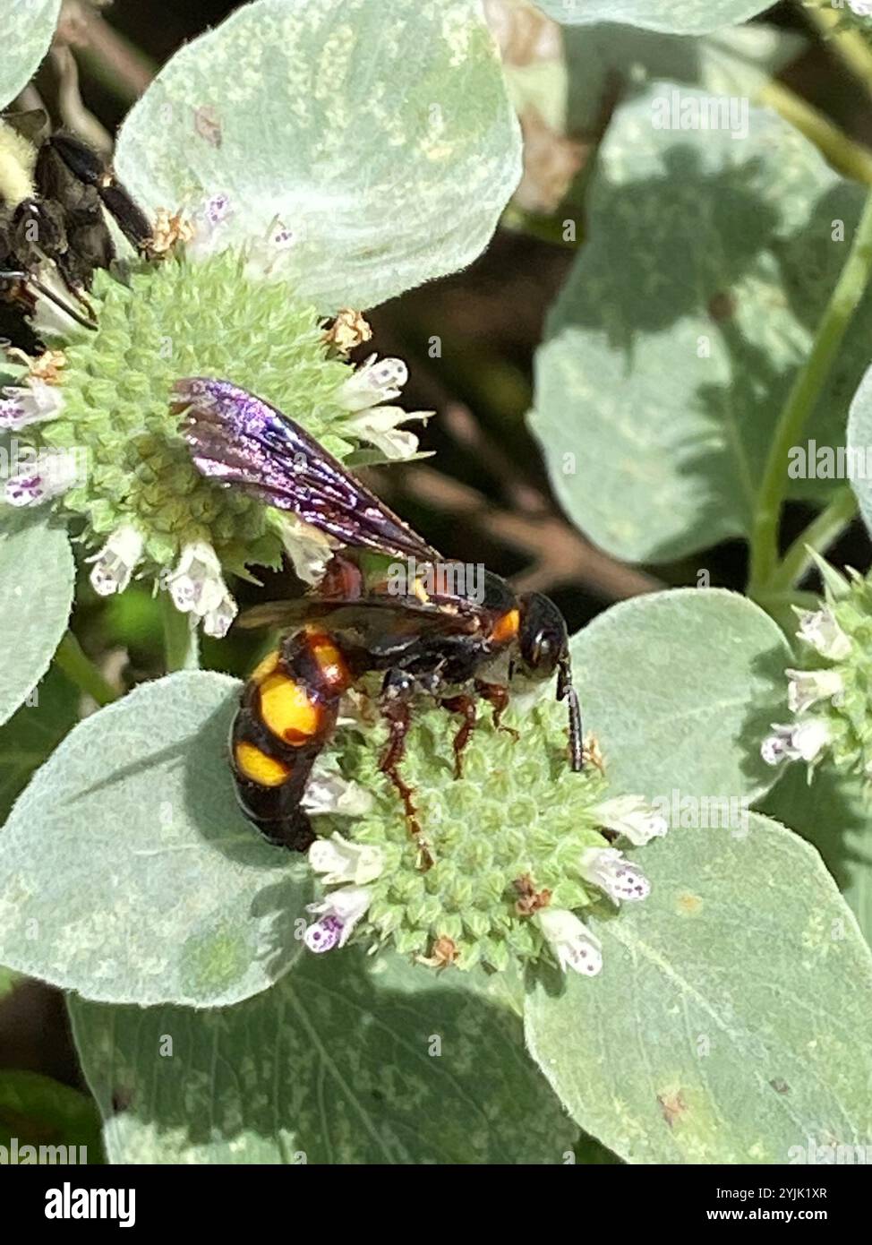 Noble Scoliid Wasp (Scolia nobilitata Stock Photo - Alamy