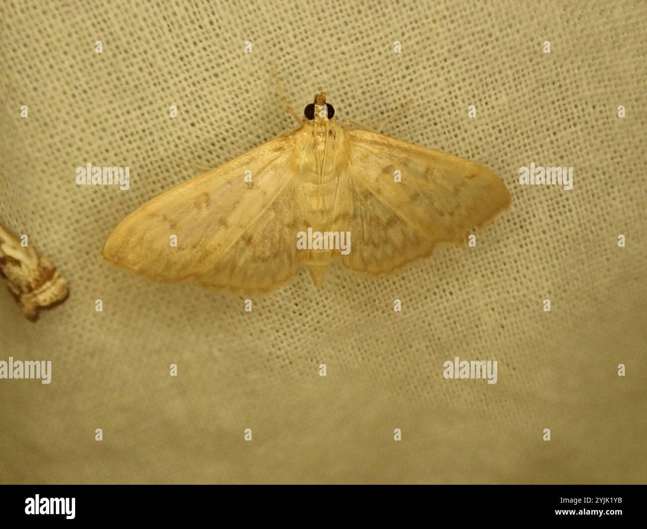 Herpetogramma pertextalis hi-res stock photography and images - Alamy