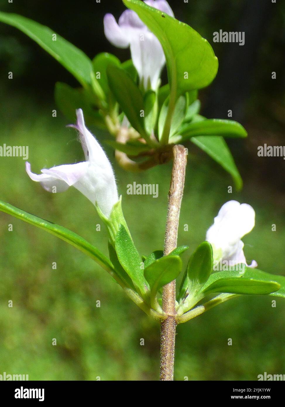 Georgia calamint (Clinopodium carolinianum Stock Photo - Alamy