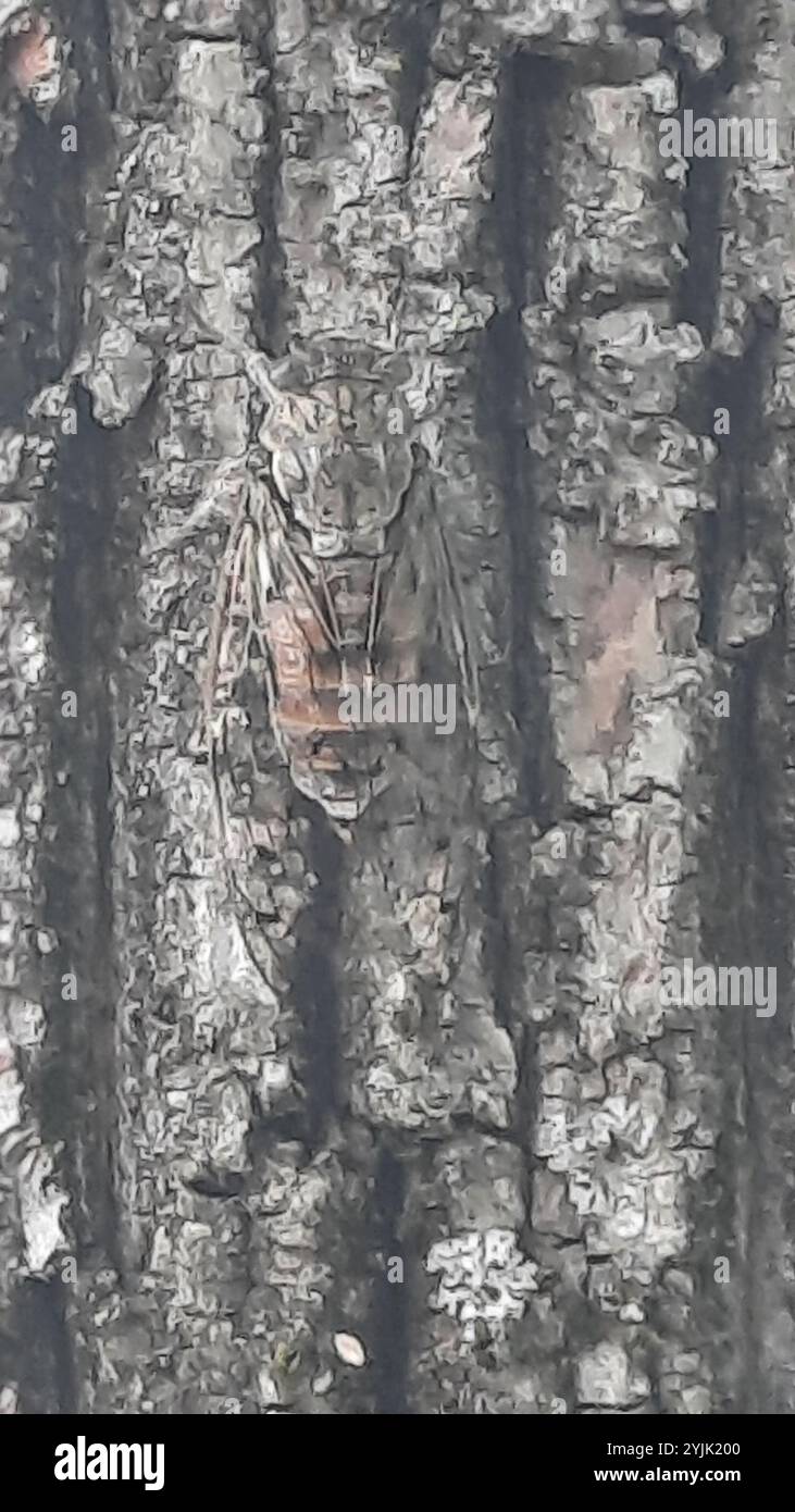 Ash Cicada (Cicada orni Stock Photo - Alamy