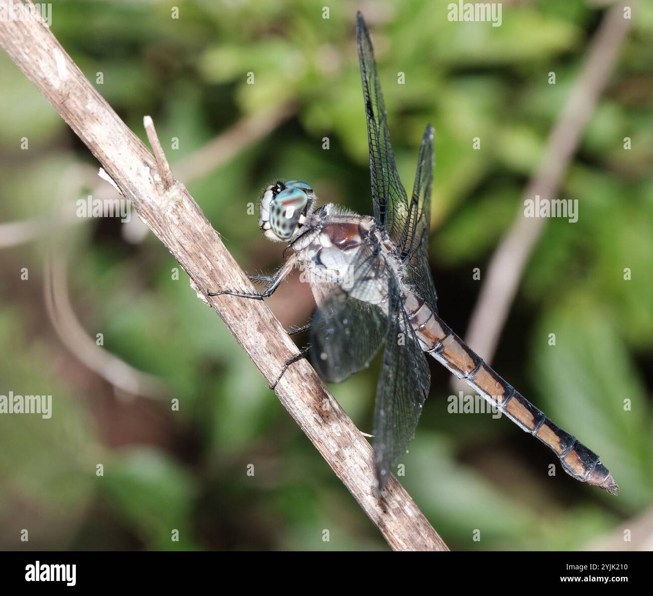 Great Blue Skimmer (Libellula vibrans Stock Photo - Alamy