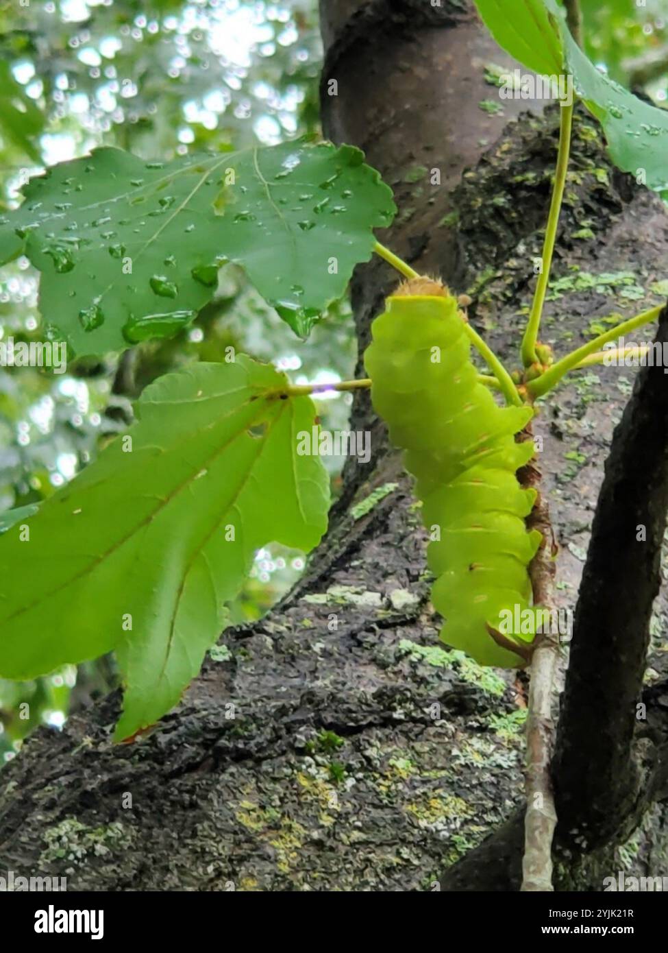 Polyphemus Moth (Antheraea polyphemus Stock Photo - Alamy