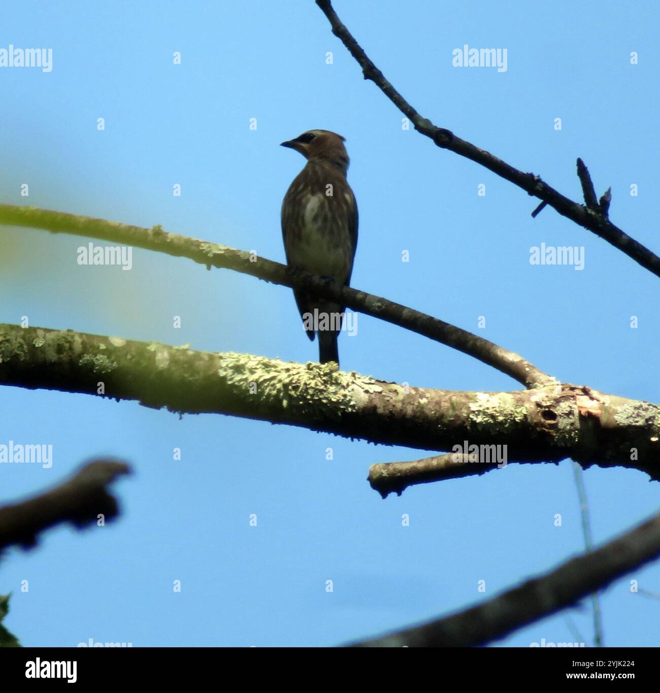 Cedar Waxwing (Bombycilla cedrorum Stock Photo - Alamy