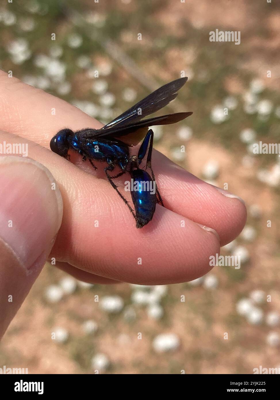 Steel-blue Cricket-hunter Wasp (Chlorion aerarium Stock Photo - Alamy