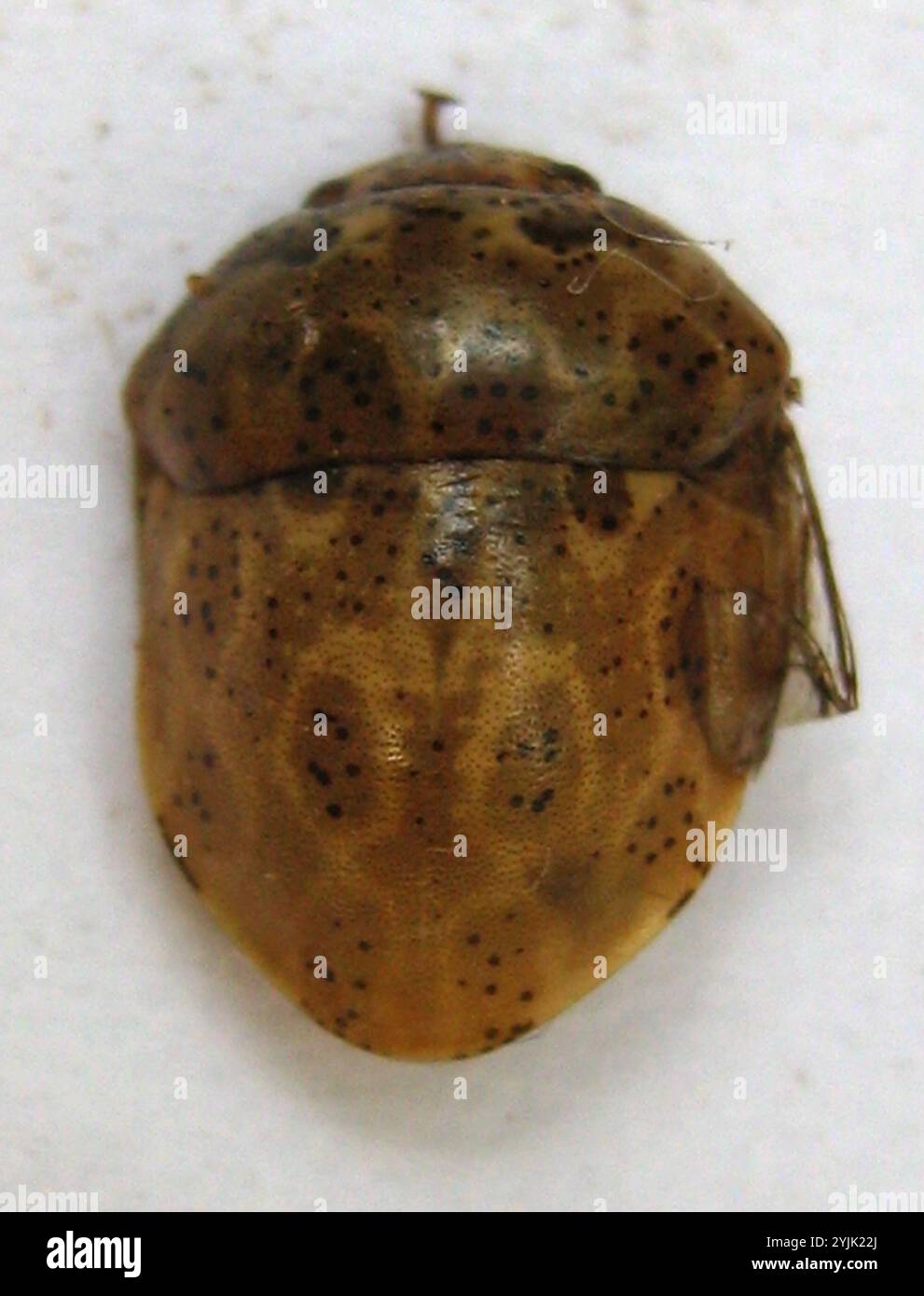 Sphaerocoris hi-res stock photography and images - Alamy