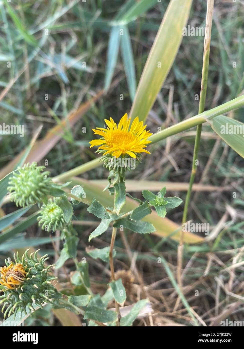 Curlycup gumweed hi-res stock photography and images - Alamy
