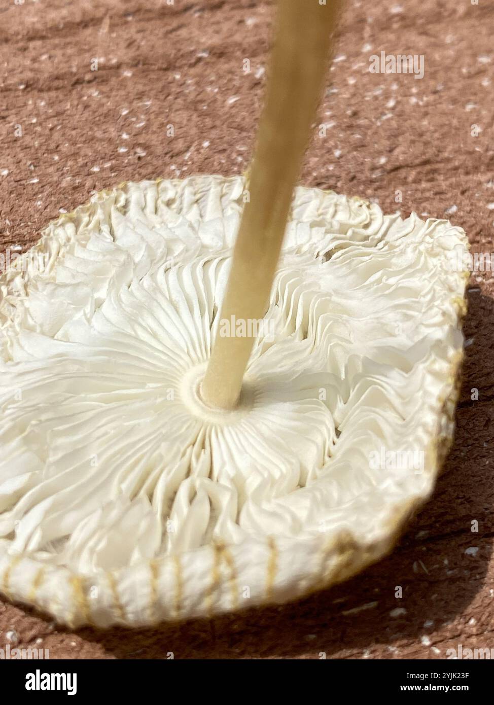 Leucocoprinus fragilissimus hi-res stock photography and images - Alamy